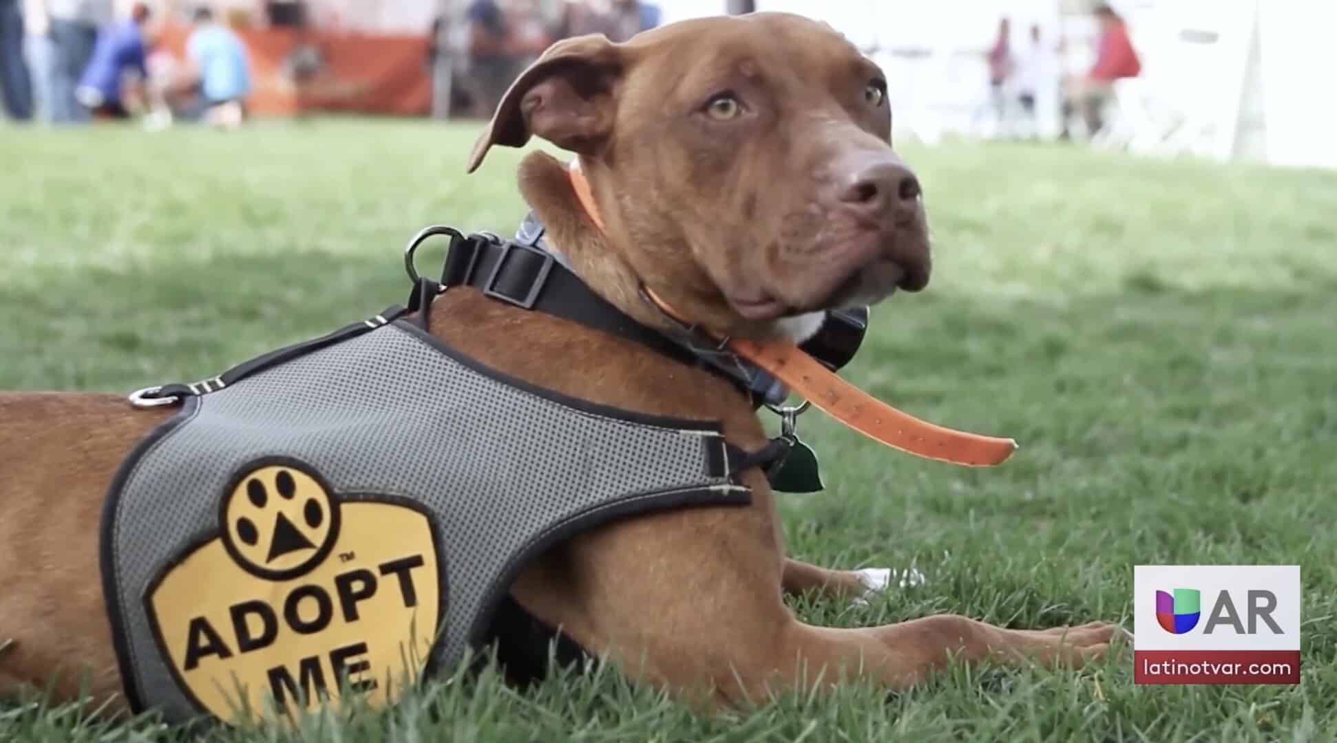 Best Friends Súper Evento de Adopción llega al museo Crystal Bridges el ...