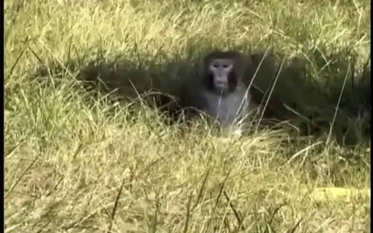 Mujer en Mississippi mata a mono fugitivo tras accidente de supuesto ...